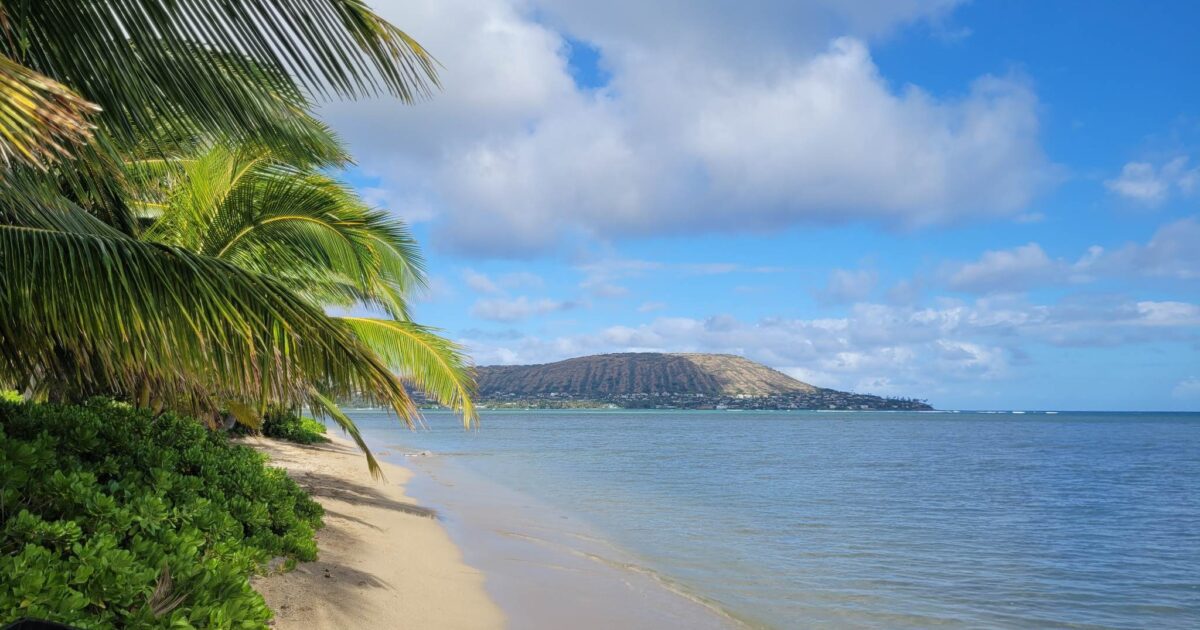 Nudi Wear Adopts a Plot for Invasive Algae Removal in Hawaii - NUDI WEAR